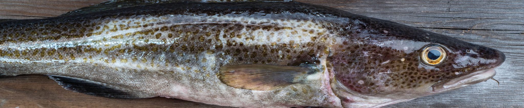 Seafood - Newfoundland & Labrador Canada
