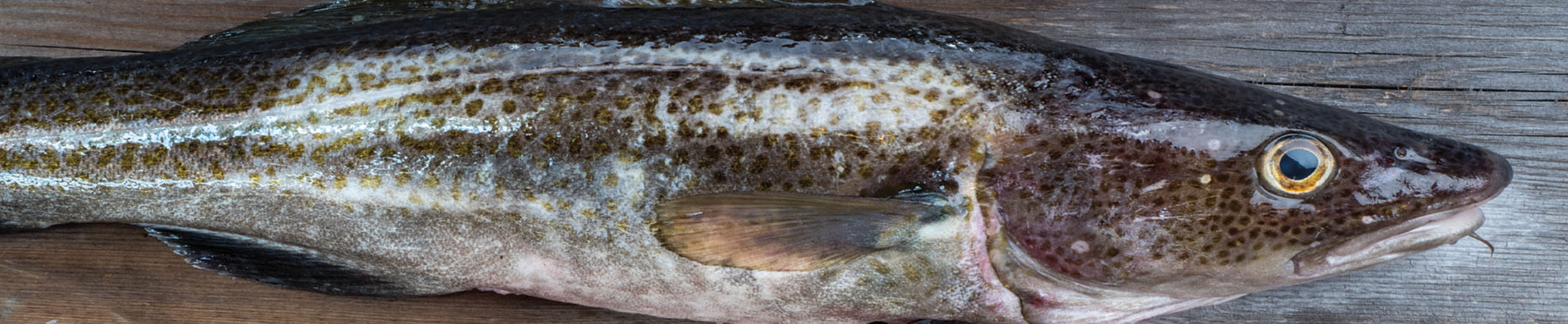 Seafood - Newfoundland & Labrador Canada